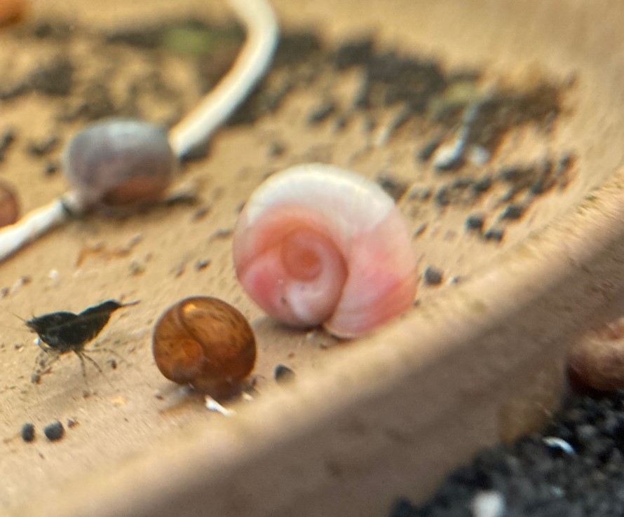 Planorbe Pure Rose - Le Crevettilus