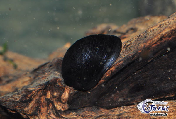 Neritina Pulligera Anthracite XL - Le Crevettilus