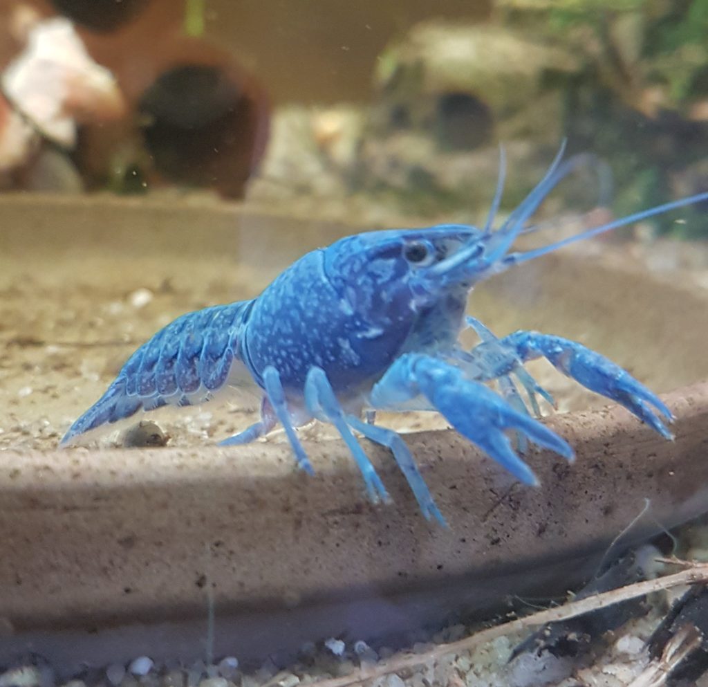 Procambarus Alleni Bleu - Le Crevettilus