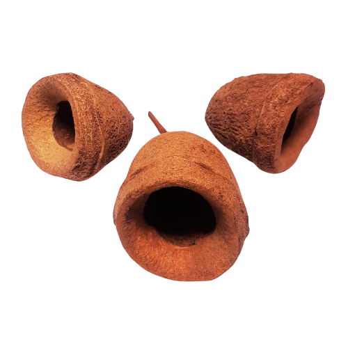 Paradise Nut - Le Crevettilus