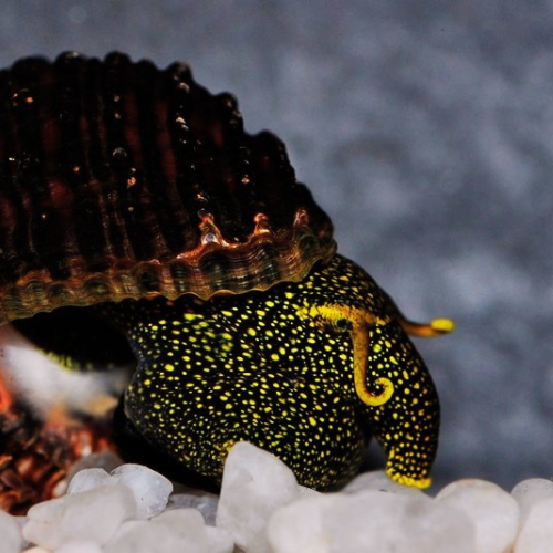 Planorbe "Choco" - Le Crevettilus